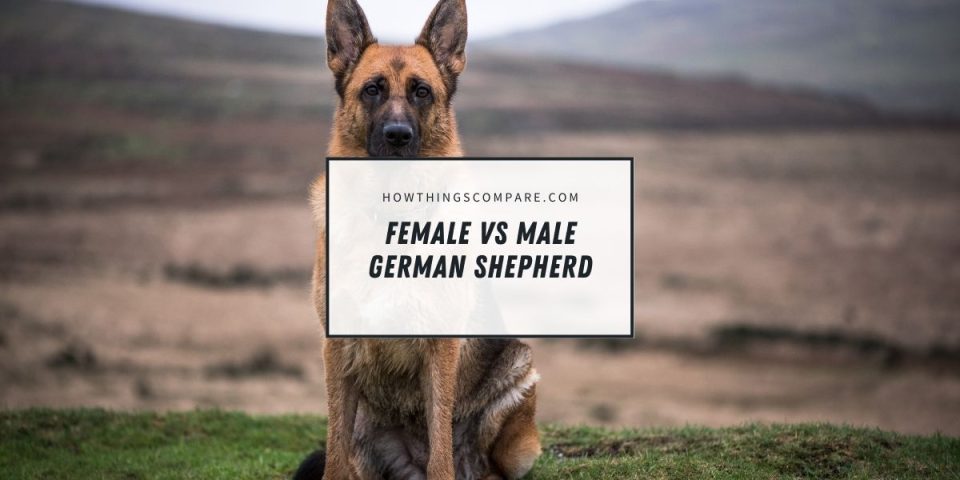 Female vs Male German Shepherd - What Is The Difference ...