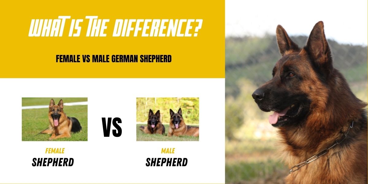 Female vs Male German Shepherd - What Is The Difference? - Paint Color ...