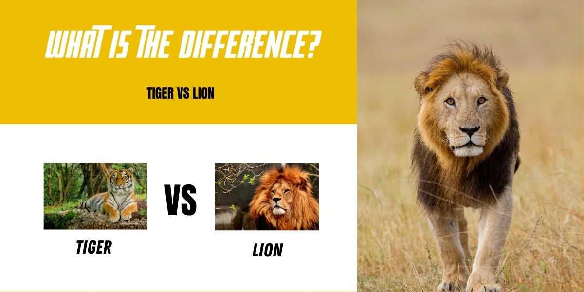 Tiger vs Lion Comparison Guide - Paint Color Comparisons & Guides
