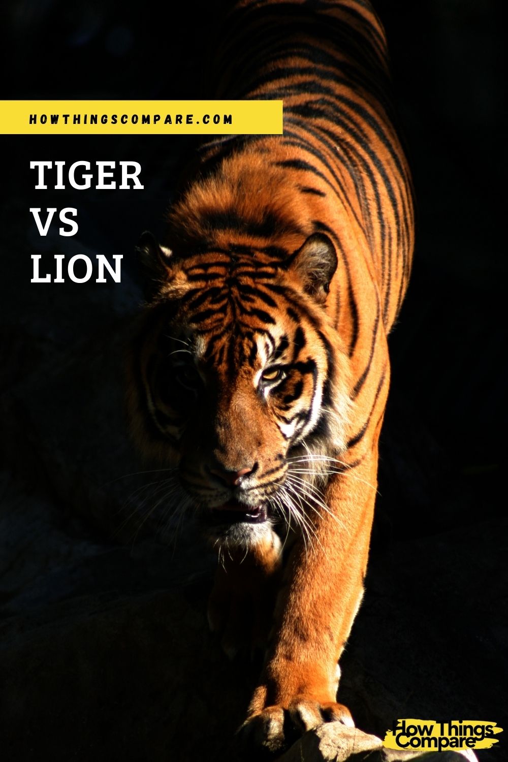 Tiger vs Lion Comparison Guide - Paint Color Comparisons & Guides