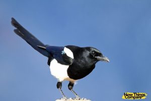 Crow vs Magpie vs Raven - What Are The Differences? - howthingscompare.com