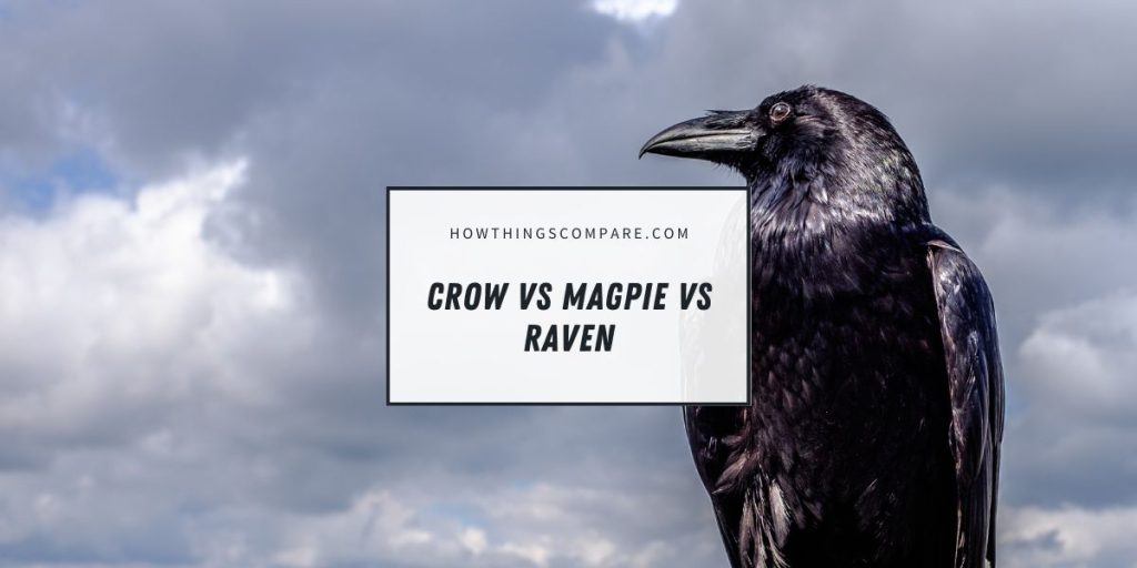 Crow vs Magpie vs Raven - What Are The Differences? - howthingscompare.com
