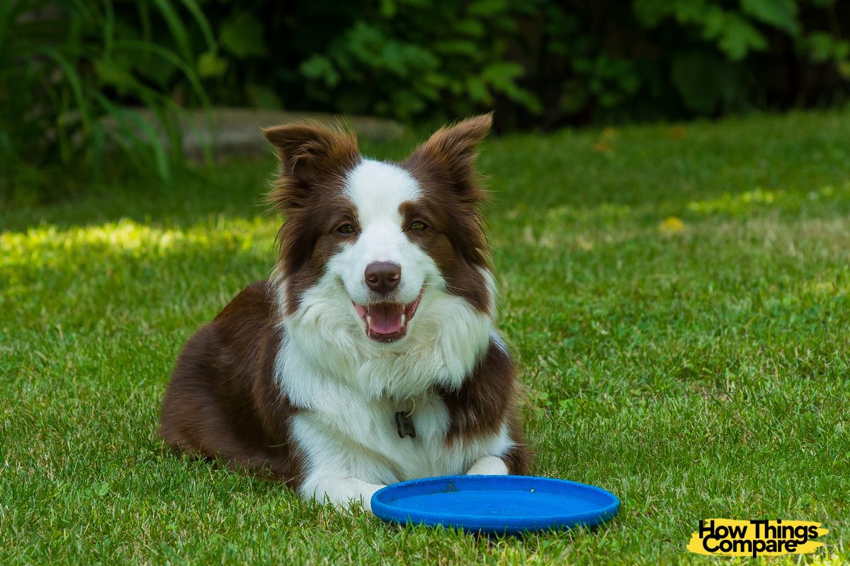 Border Collie vs Sheltie: Dog Breed Comparison Guide - Paint Color ...