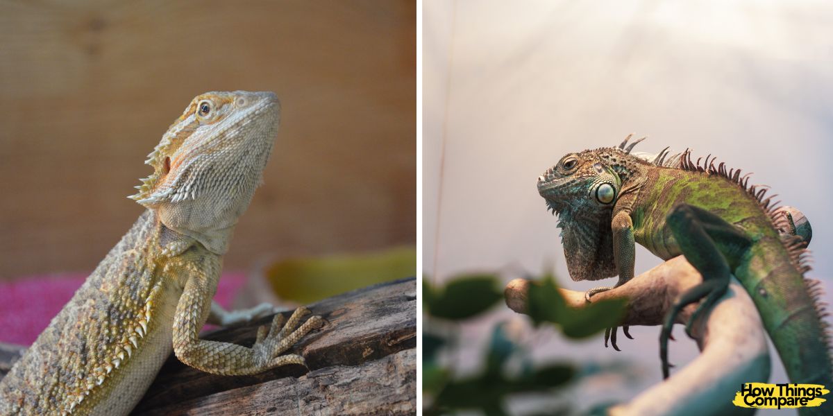 Bearded Dragon vs Iguana: Key Differences You Need To Know - Paint ...