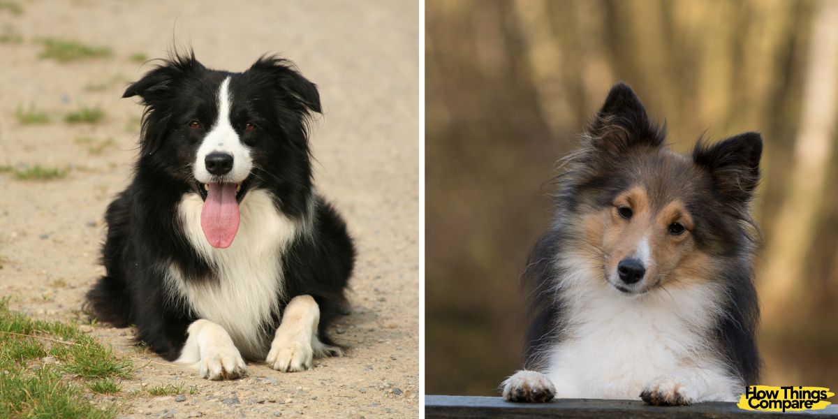 Border Collie vs Sheltie: Dog Breed Comparison Guide - Paint Color ...