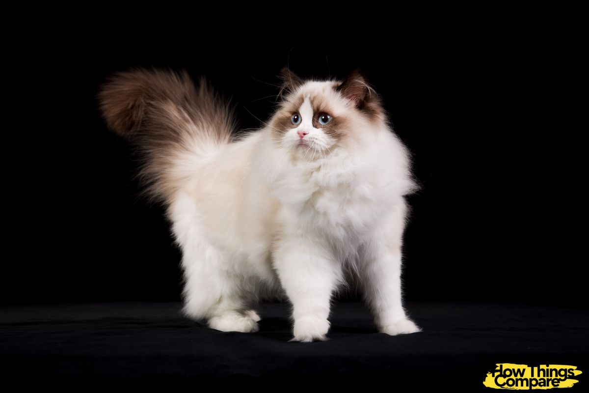 Himalayan Cat vs Ragdoll: How Are They Different? - Paint Color ...