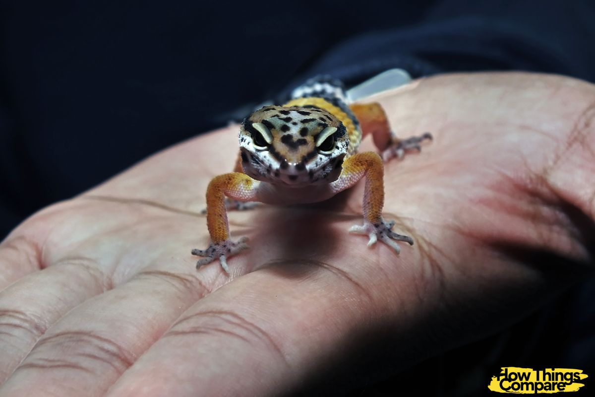 Leopard Gecko vs Chameleon: How Are They Different? - Paint Color Comparisons & Guides