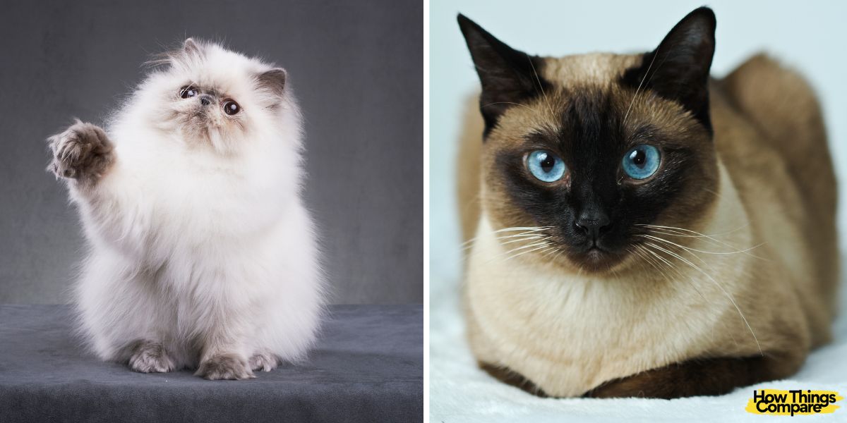Persian Cat vs Siamese Cat: How Do They Compare? – howthingscompare.com