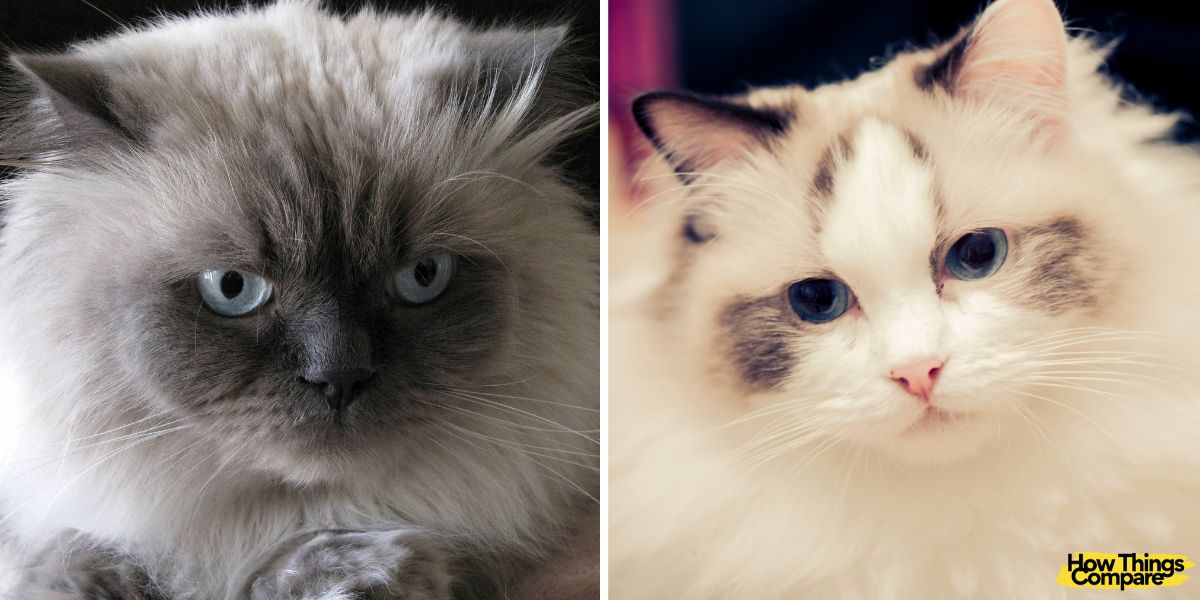 Himalayan Cat vs Ragdoll: How Are They Different? - Paint Color ...