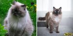 Himalayan Cat vs Ragdoll: How Are They Different? - Paint Color ...