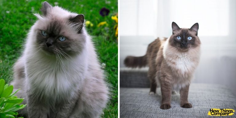 Himalayan Cat vs Ragdoll: How Are They Different? - Paint Color ...