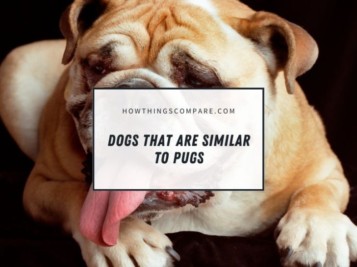 10 Dogs That Are Similar To Pugs: Comparison Guide – howthingscompare.com
