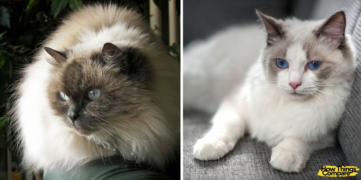 Himalayan Cat vs Ragdoll: How Are They Different? - Paint Color Comparisons & Guides