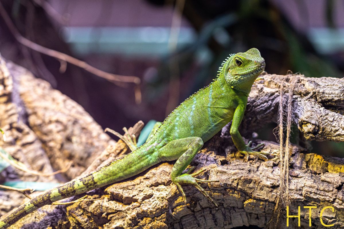 Male vs Female Iguana: What Are The Differences? - Paint Color ...