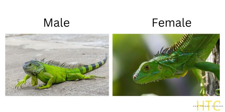 Male vs Female Iguana: What Are The Differences? - Paint Color ...