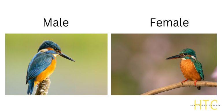 Male vs Female Kingfisher: What Are The Differences? - Paint Color ...