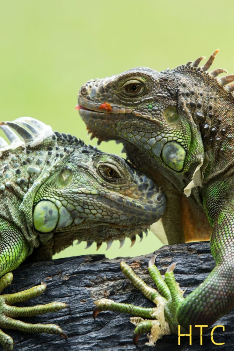 Male vs Female Iguana: What Are The Differences? - Paint Color ...