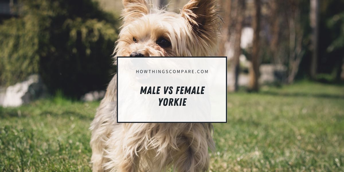Male vs Female Yorkie: How Do They Compare? - Paint Color Comparisons & Guides