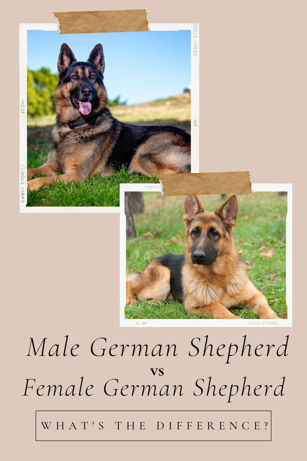 Female vs Male German Shepherd - What Is The Difference? - Paint Color ...
